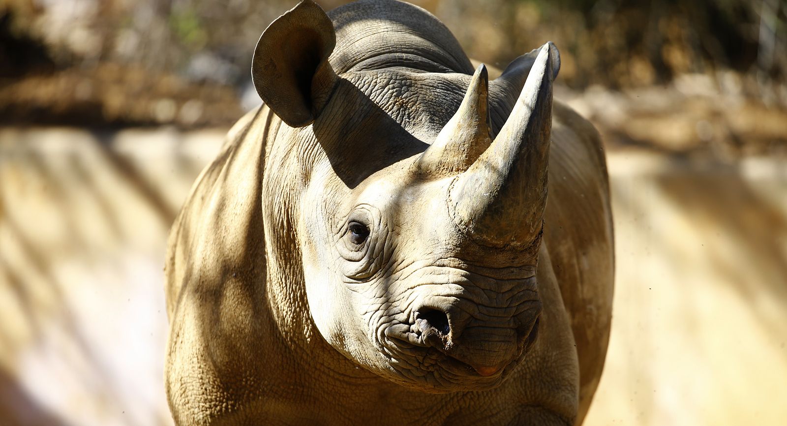 Rhino poaching declines in Africa, but species remains under threat