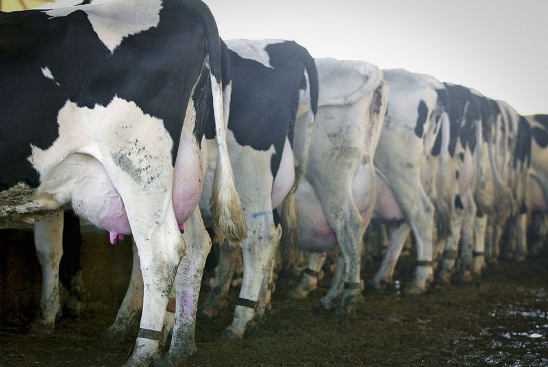 Dairy farmers set to lose millions after top transporter goes bust
