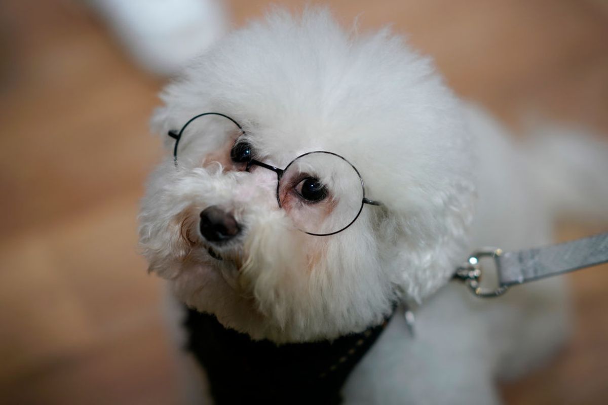 In pictures – Top dogs