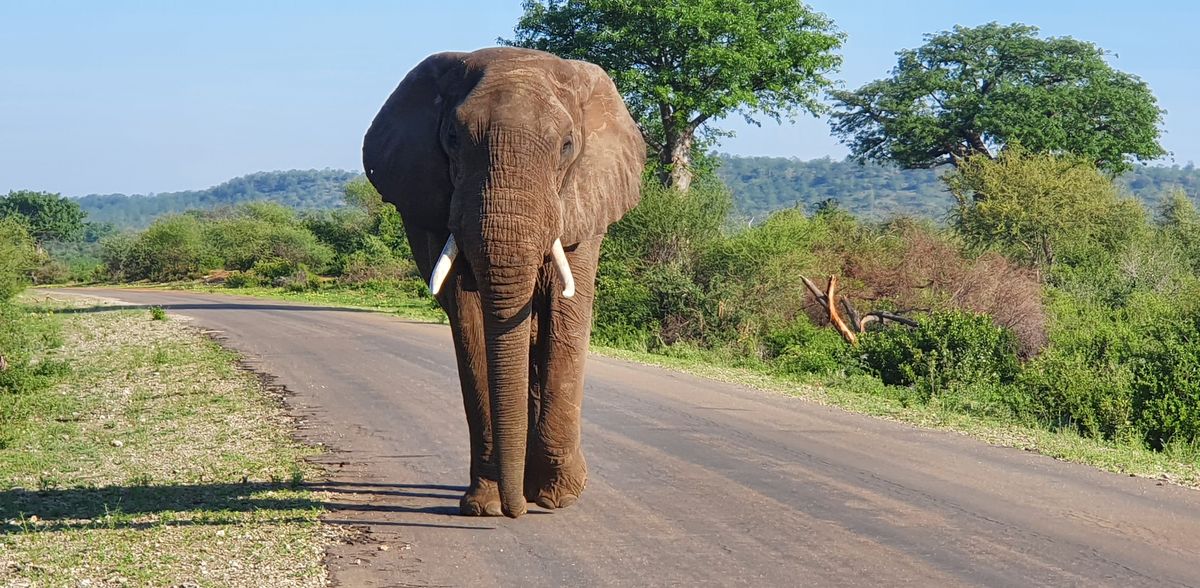Following footsteps through time in Pafuri Triangle