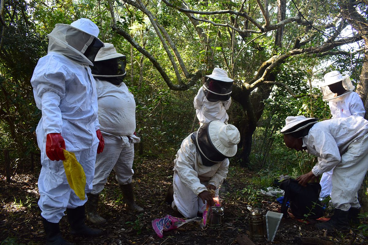 The intrepid beekeepers of the Wild Coast mangrove forests