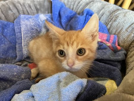 Breeding crisis: the plight of animal rescuers during kitten season