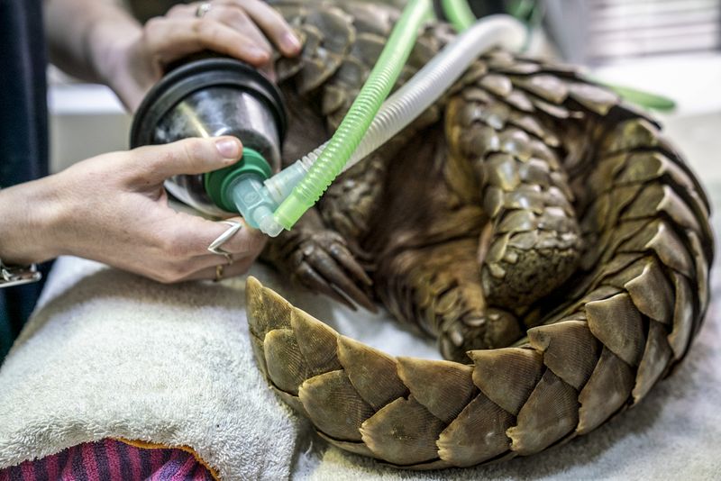 Back to the wild: The painstaking, often heartbreaking process of ...