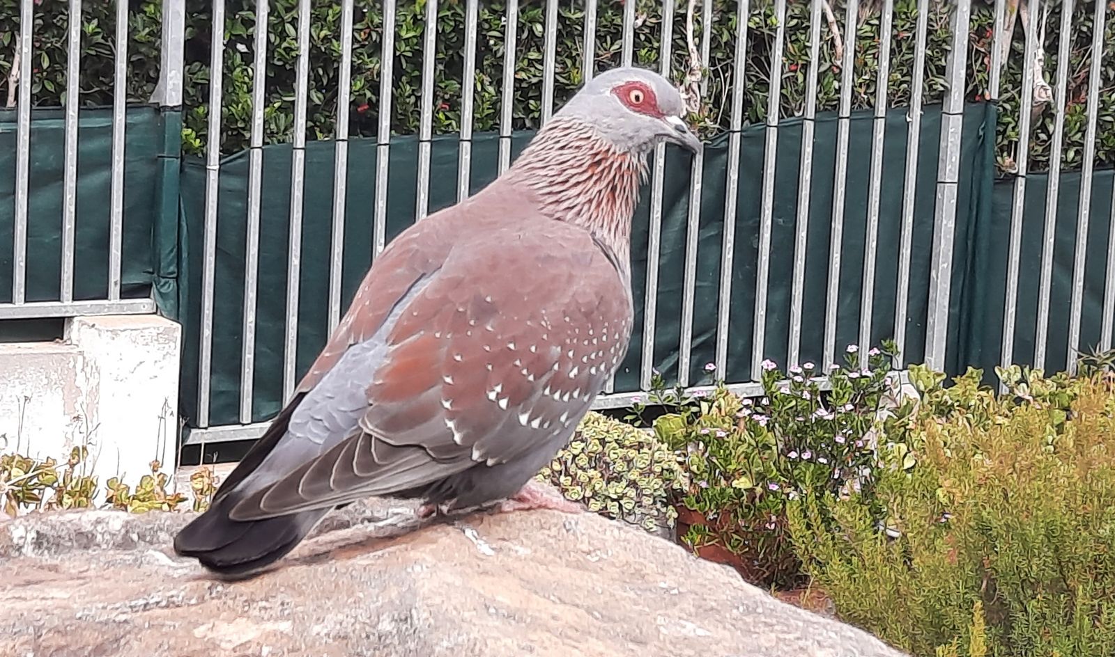 More than flying rats: How pigeons became decorated war heroes