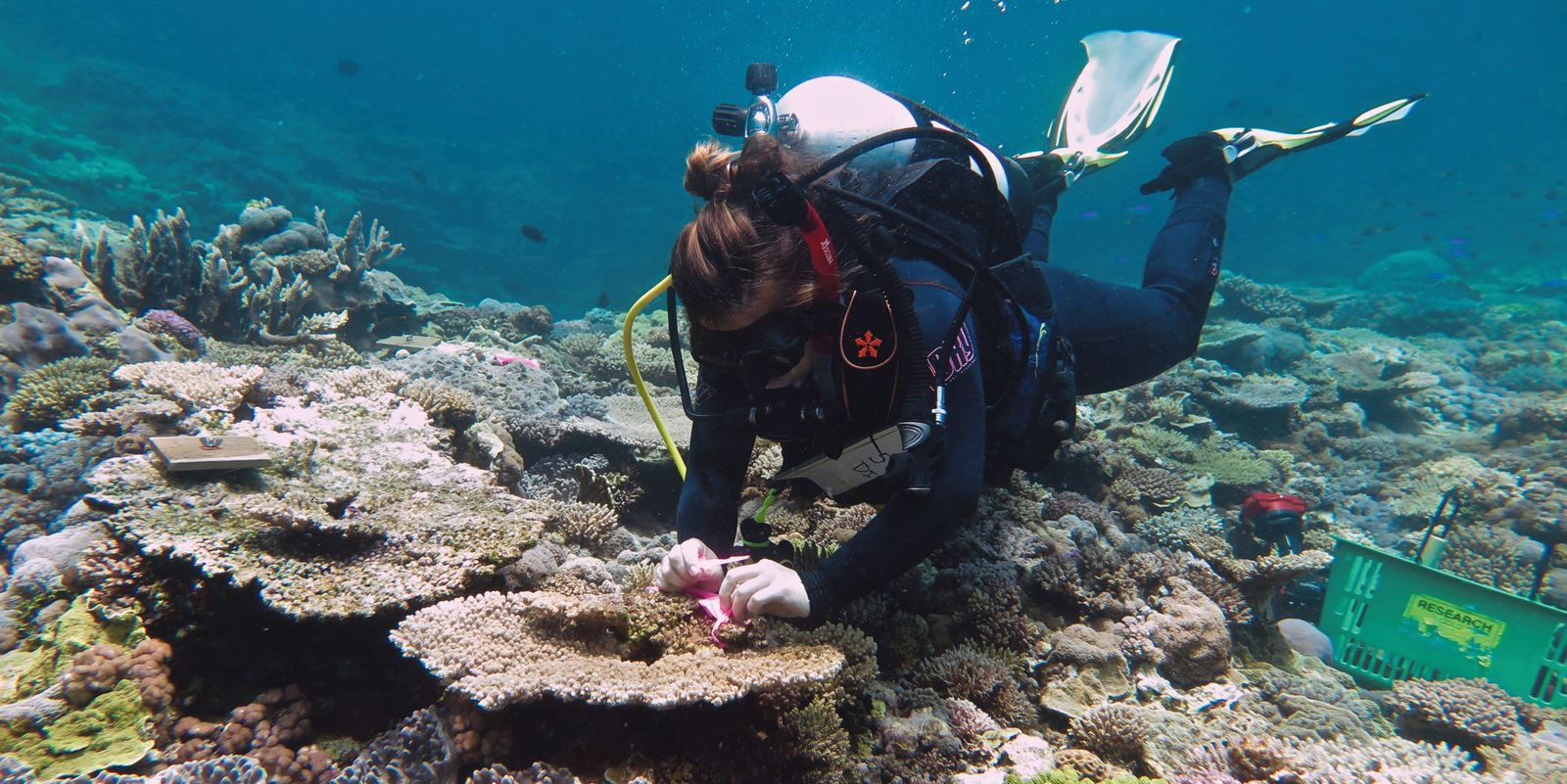 Coral reefs are in big trouble, our eating habits are making it worse