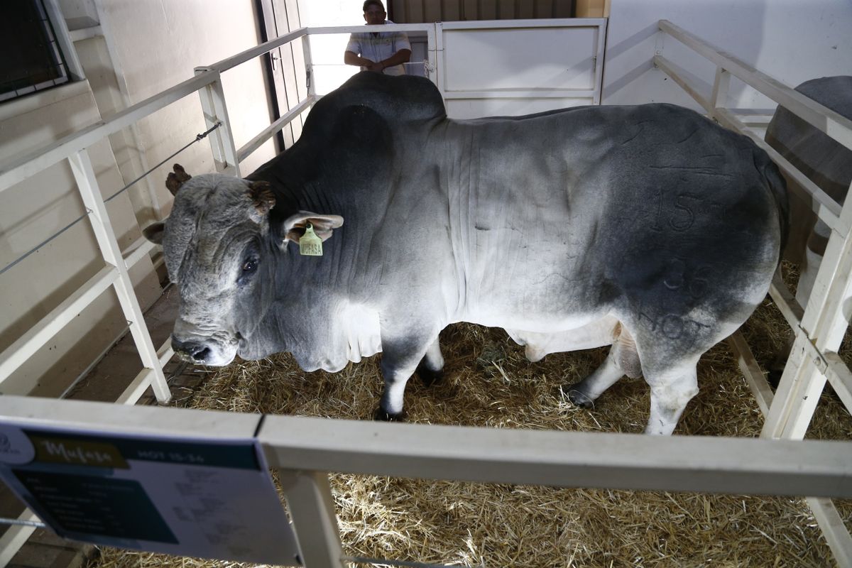 Inside NAMPO: South Africa’s agricultural exhibition in the Free State