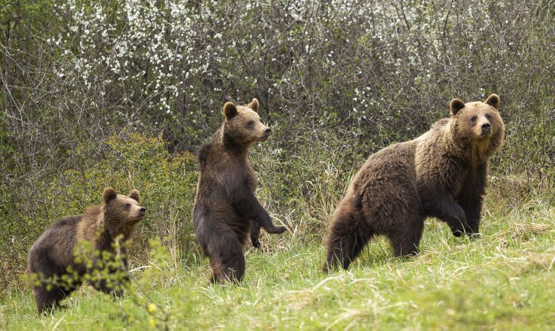 Loaded for Bear: Planned cull in Slovakia brings a harsh African ...