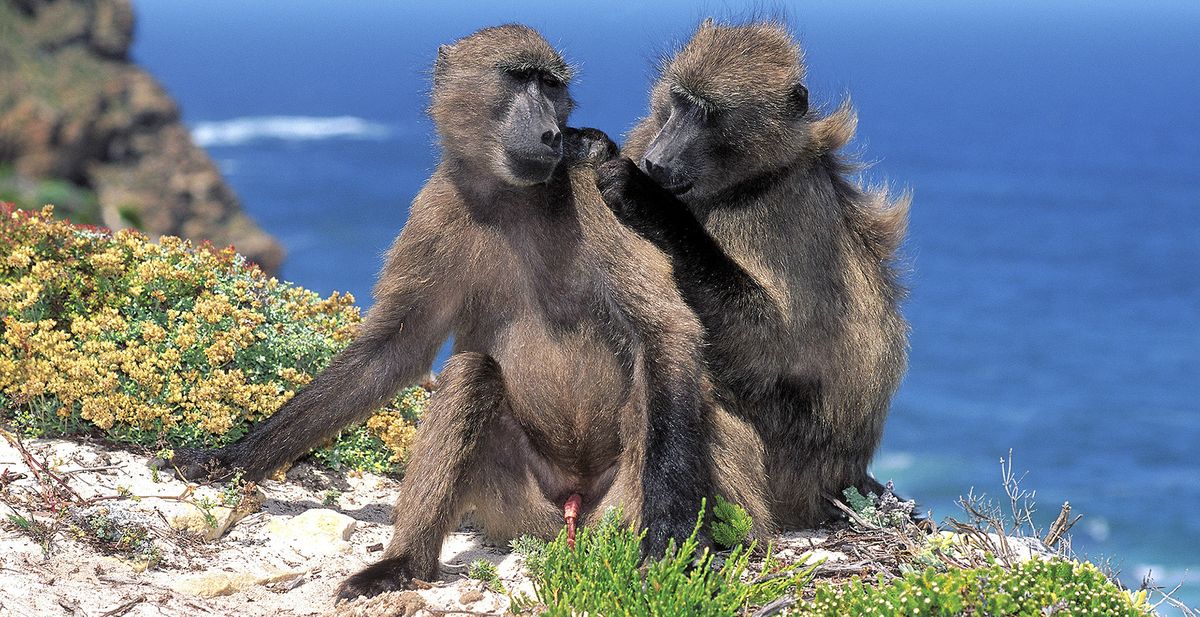 Authorities okay hunting and killing of Cape baboon despite call to ...