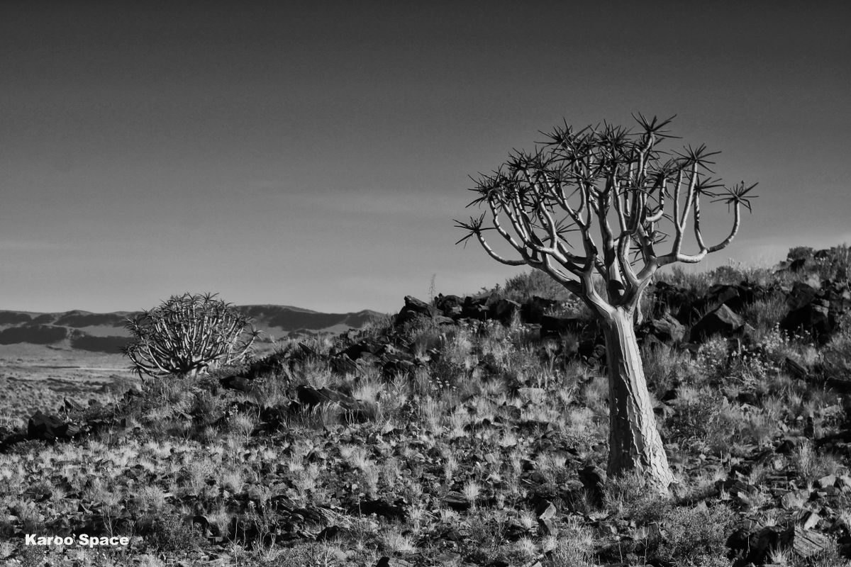 Quiver Trees – a succulent that would literally give an arm and a leg ...