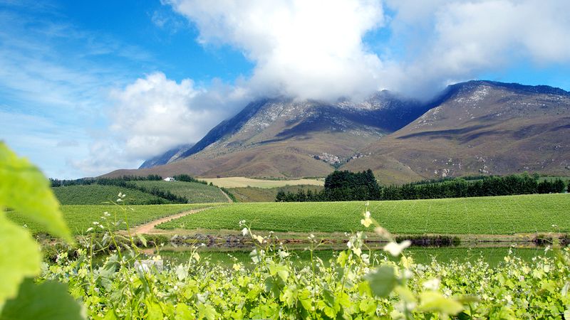 SA winery named third best vineyard in the world