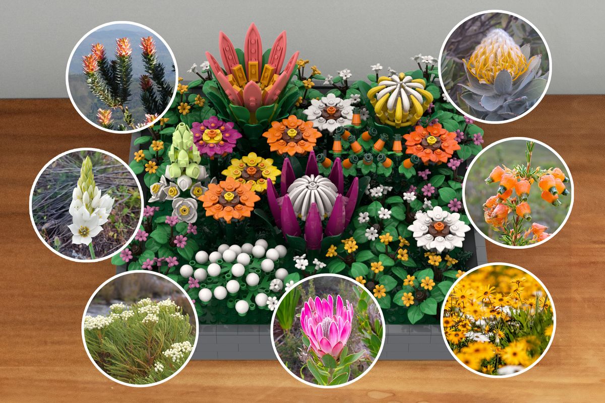 Bricks nation: Cape Floral Kingdom reimagined in Lego