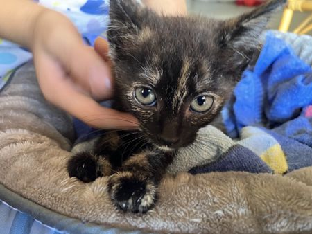 Breeding crisis: the plight of animal rescuers during kitten season