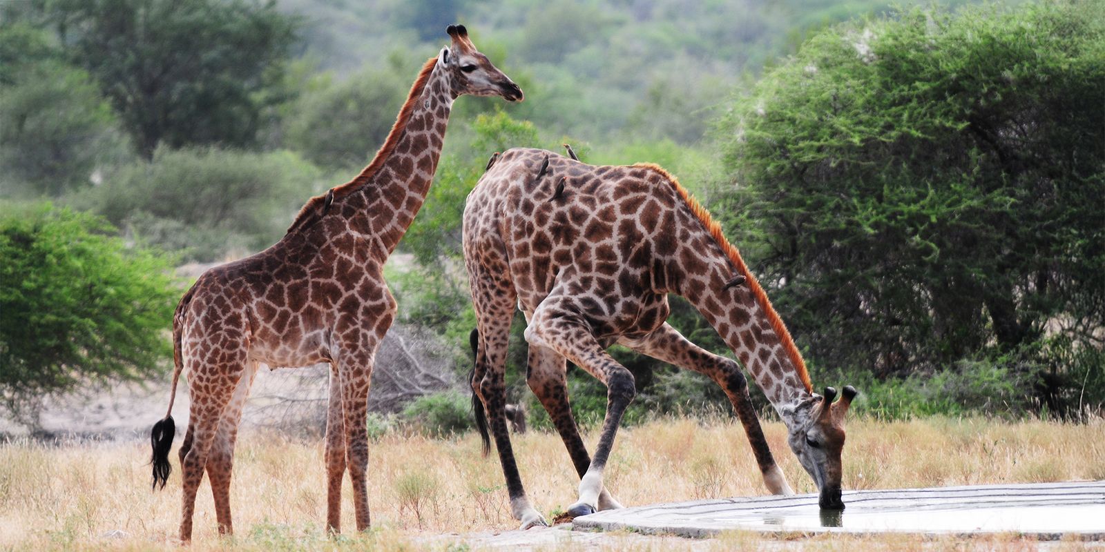 Giraffes face silent extinction as trophy trade thrives