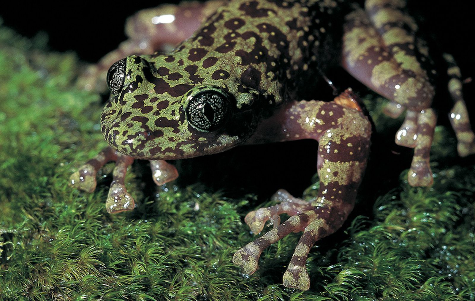 Tiny defenders: SA’s forgotten frogs matter as much as its rhinos