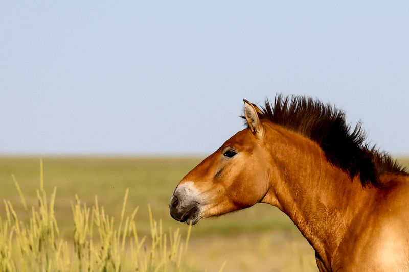 Wild horses return to Kazakhstan's Golden Steppe after some 200 years