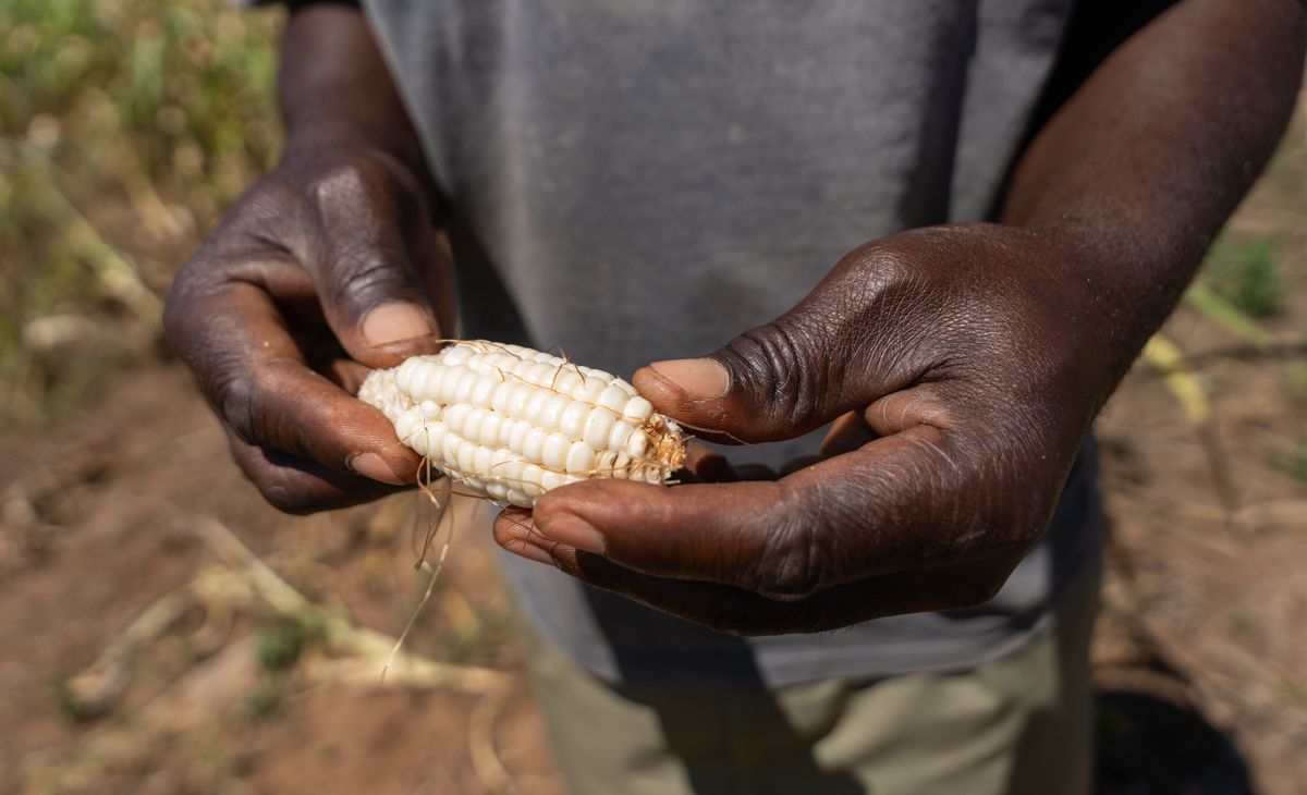 Dying crops, food, water shortages — drought hit millions in southern ...