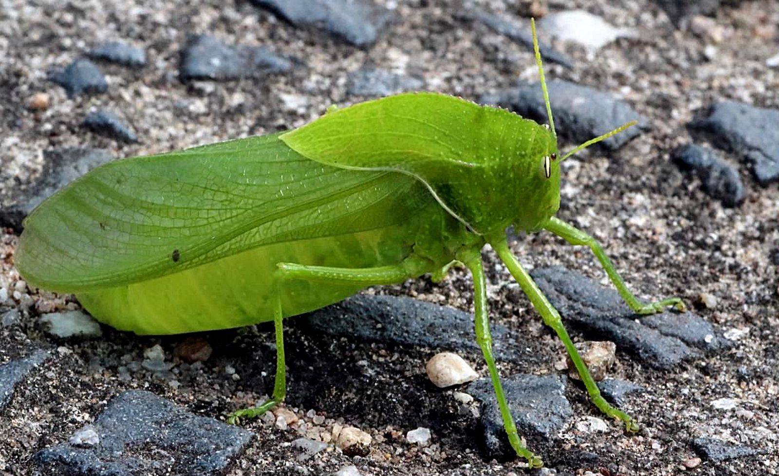 Scientists rejoice as happy SA hopper springs back to life