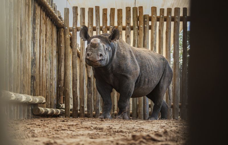 Black rhino refugees return to shores of Lake Kariba