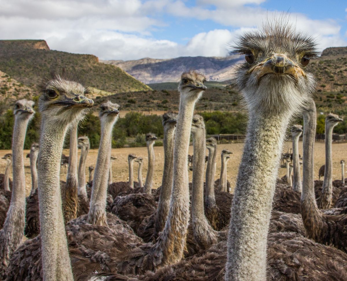 Brilliant beasts and Super Ostriches — the domestic animals that shaped ...