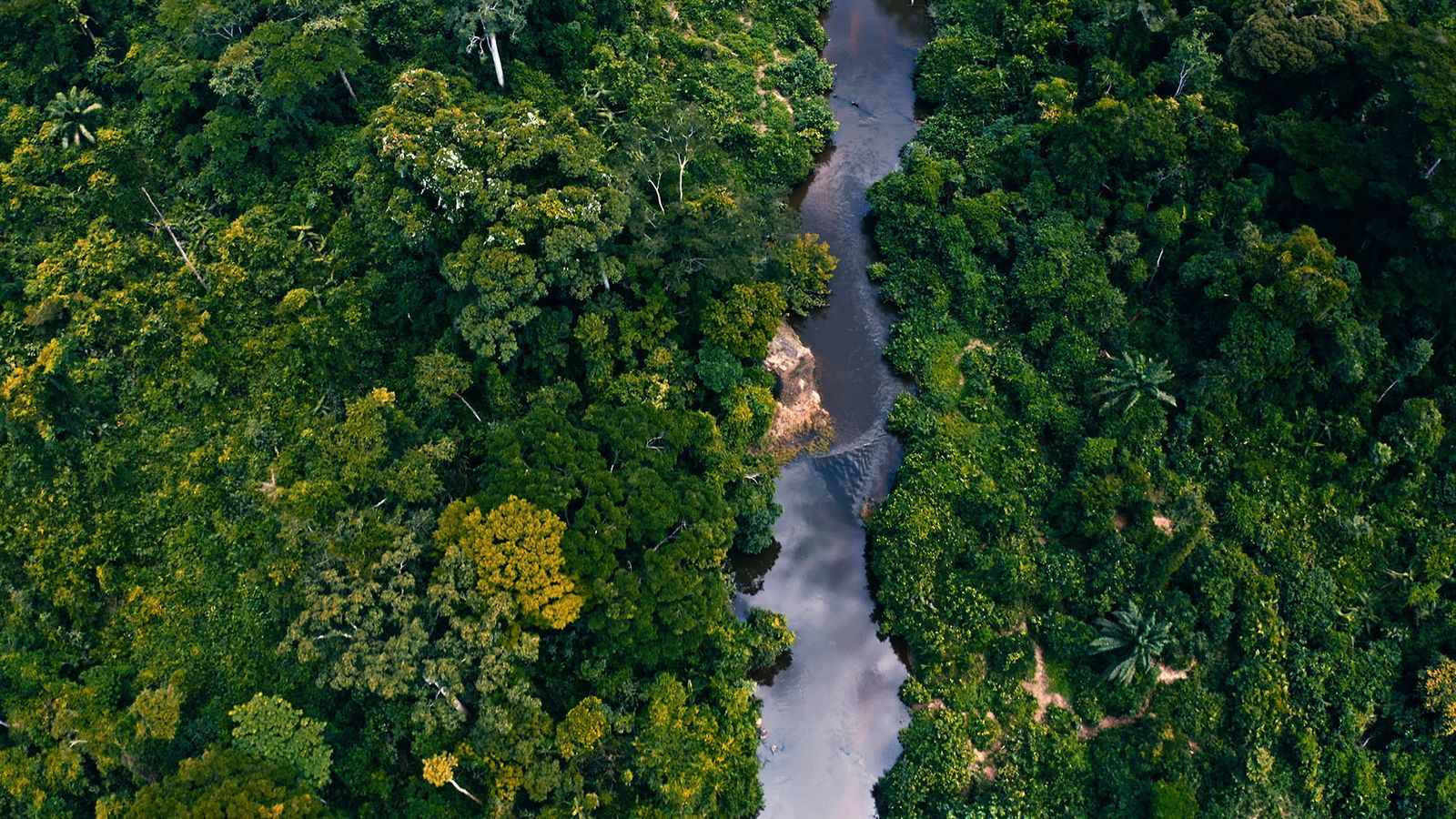 Communities and conservationist bring endangered gorillas back from the ...