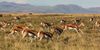Springbok across the horizon: Solving the mystery of the trekbokke