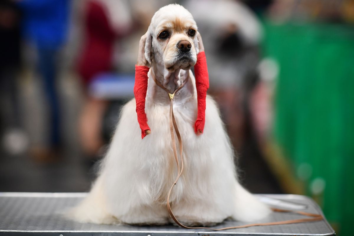 In pictures – Top dogs