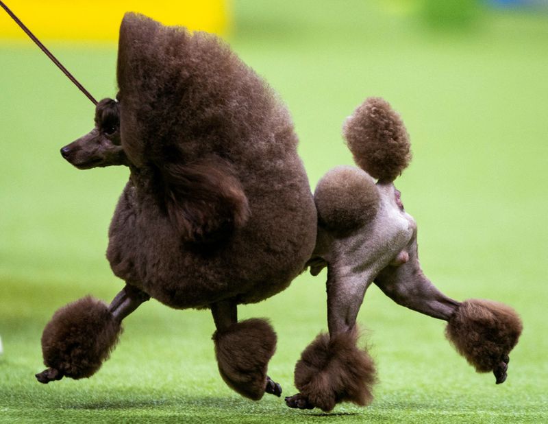 Westminster dog show 2024: Pretty pups, tricks and more