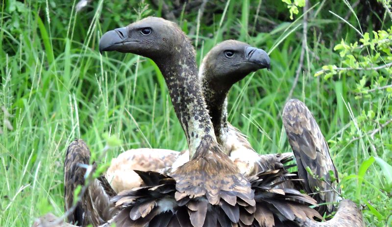 Beheadings and poisoning of dozens of vultures in KwaZulu-Natal points ...