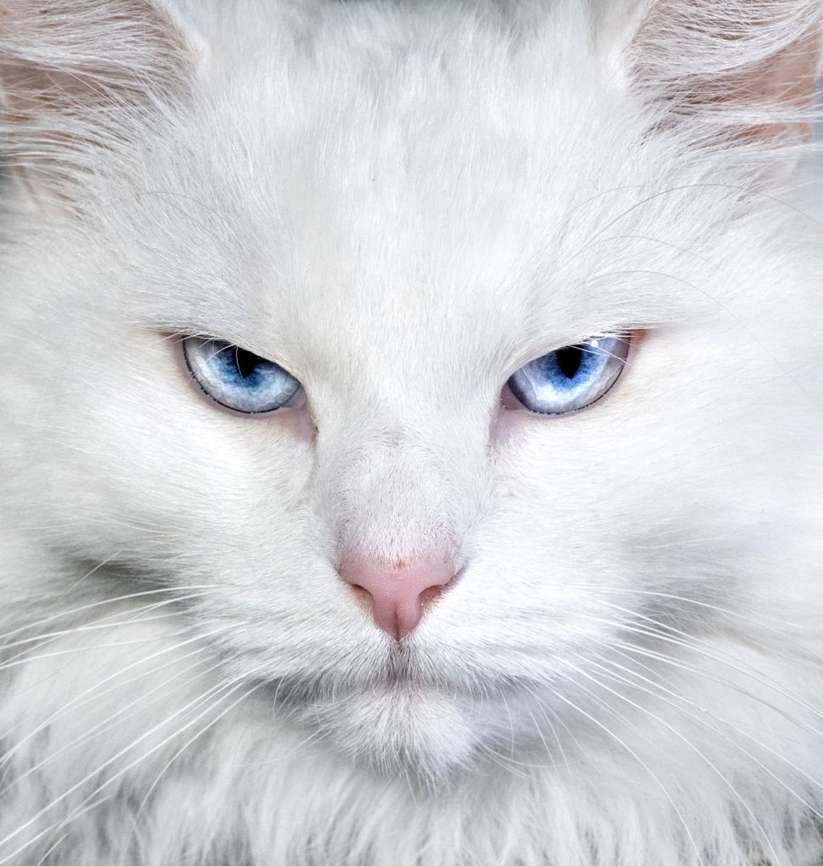 Feline influencer Sigrid at cat fancier Supreme Show, and more from ...