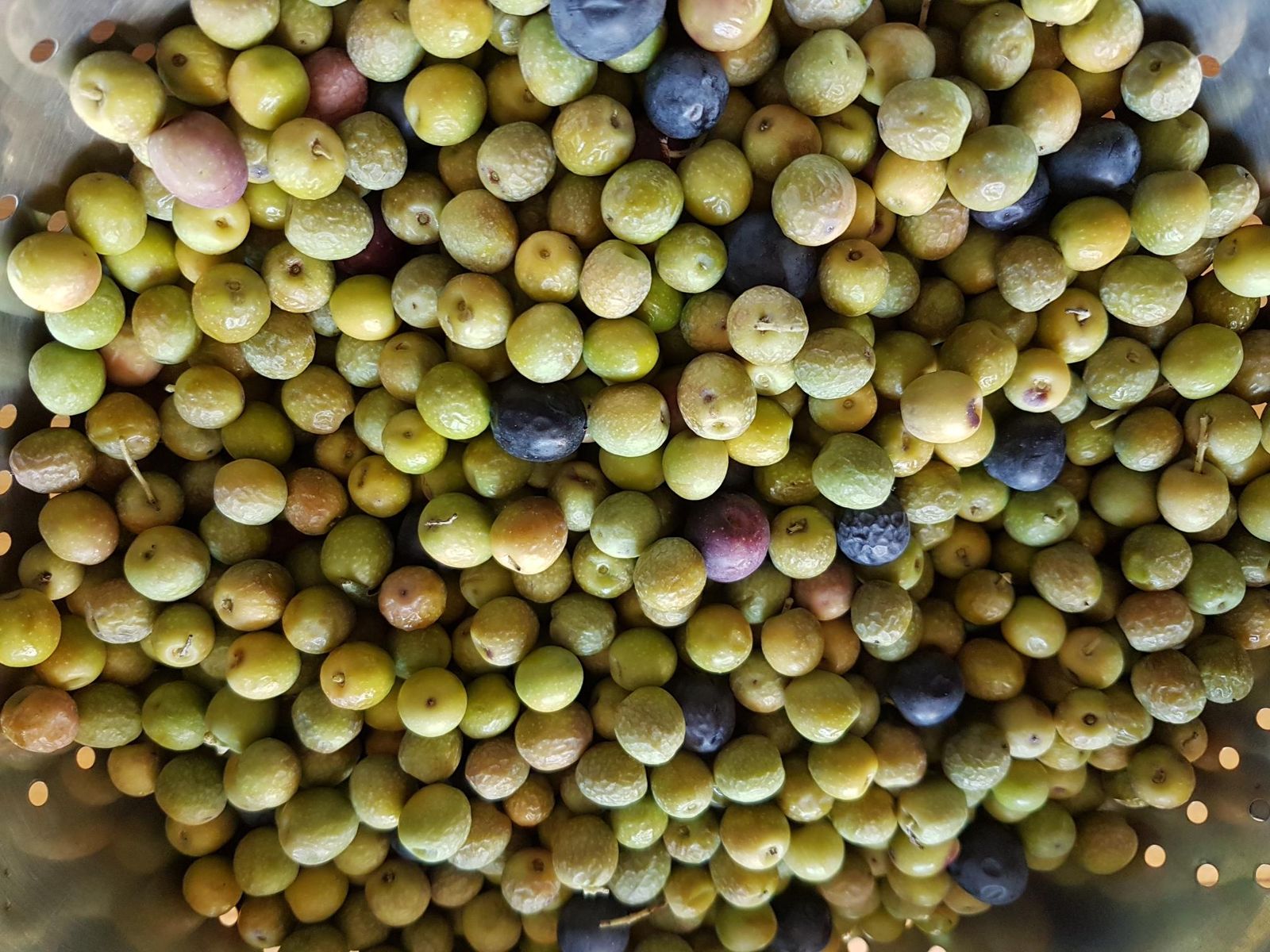 Olives and the art of l’apéro