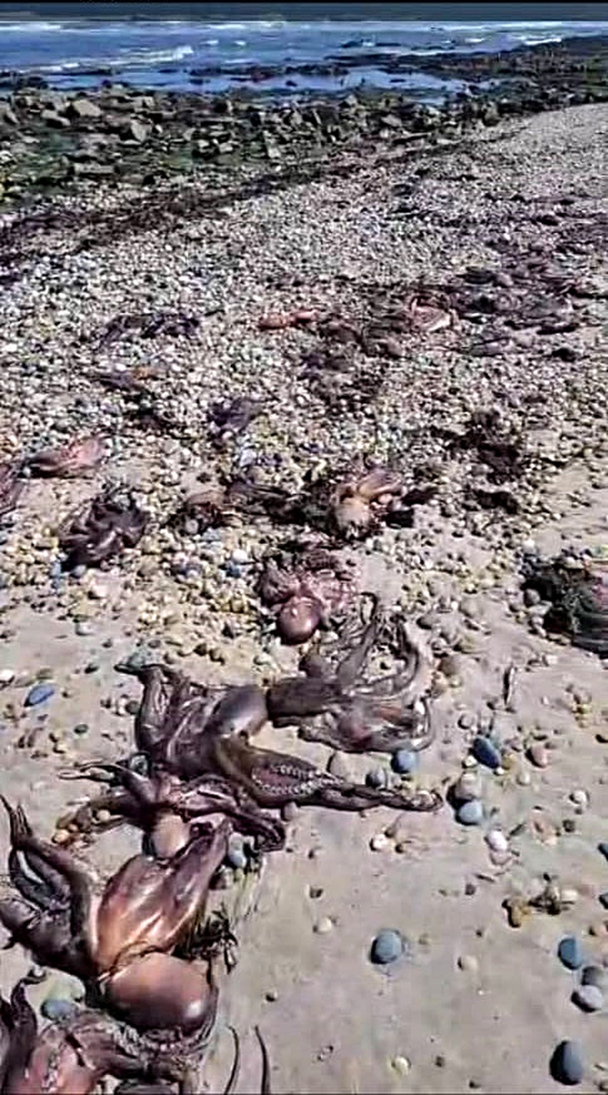 Huge octopus die-off on Namibian beaches