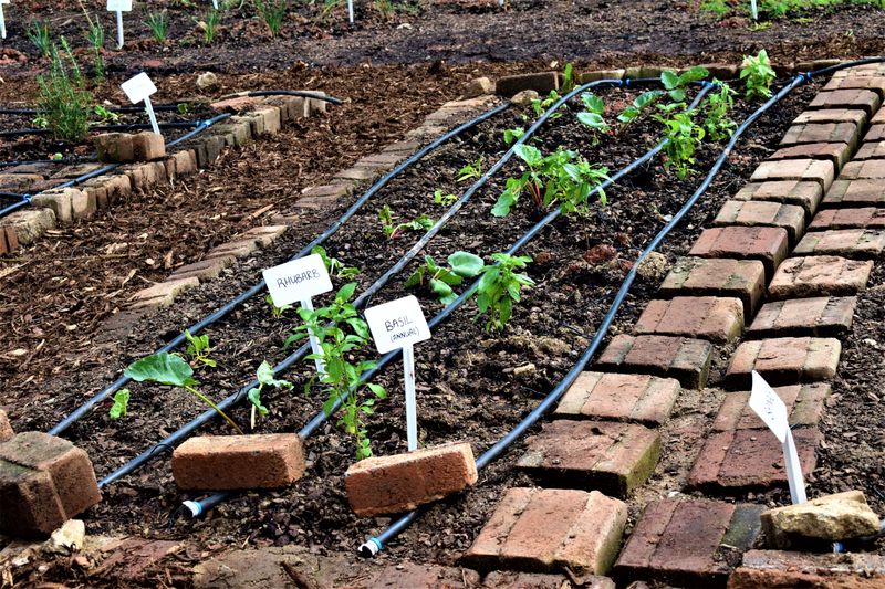Food hub launched – wrapping up Wits food garden workshops to meet ...