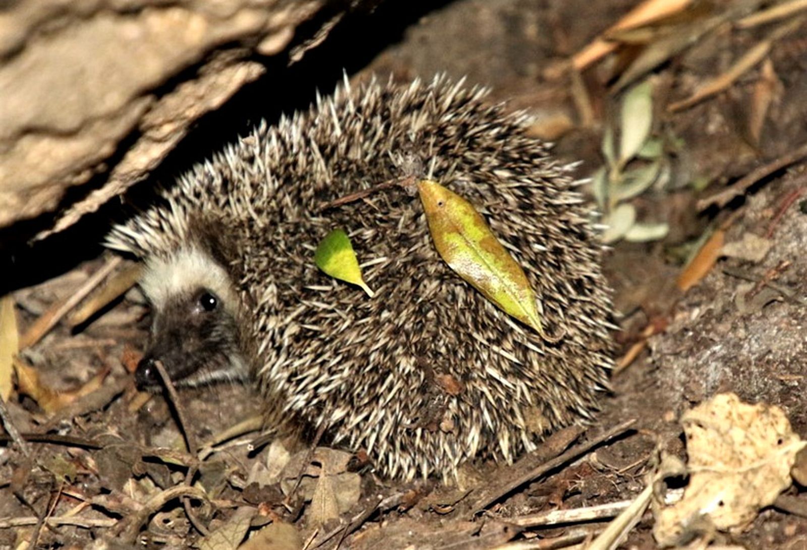 Hedgehogs tales: It’s now sleepy time for cute spiky snufflers