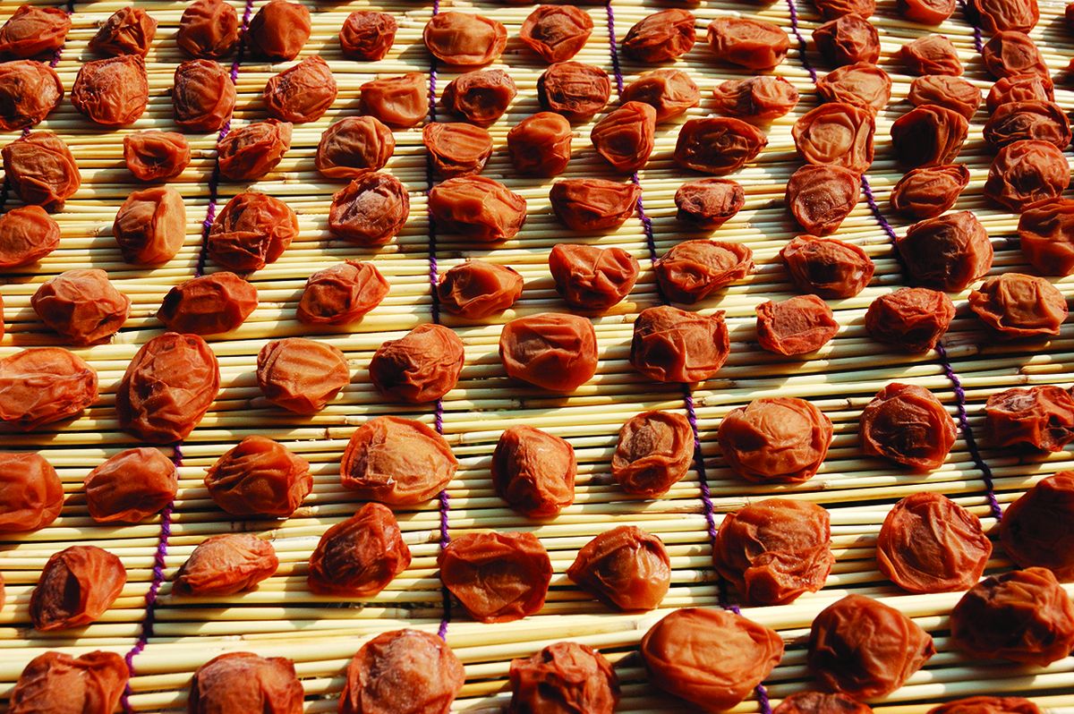 A Sticky Story: The journey of mebos