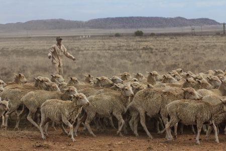 Woolly world – celebrating the merino sheep of the Karoo