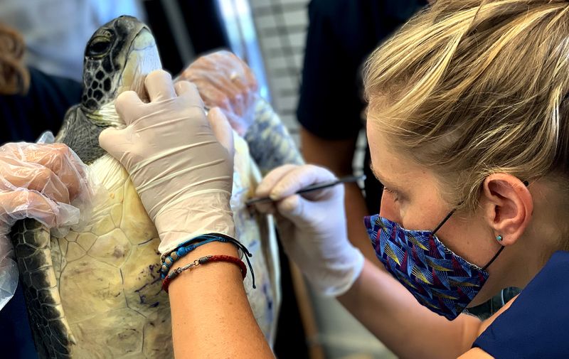 Top-flight interactive turtle rehab centre to be built in Cape Town