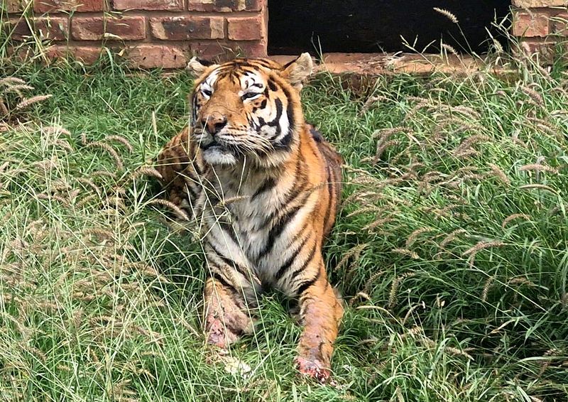 Bones exposed, limbs mutilated, tiger found in agony at North West ...