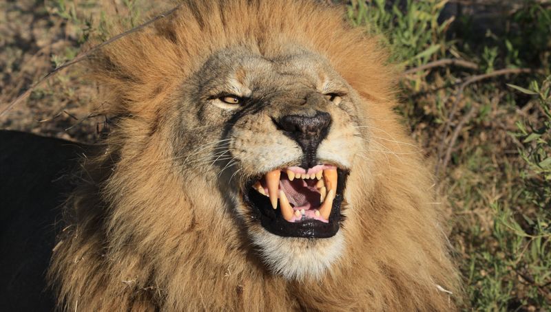 Outrage after Kruger lion baited and shot by trophy hunter in ...