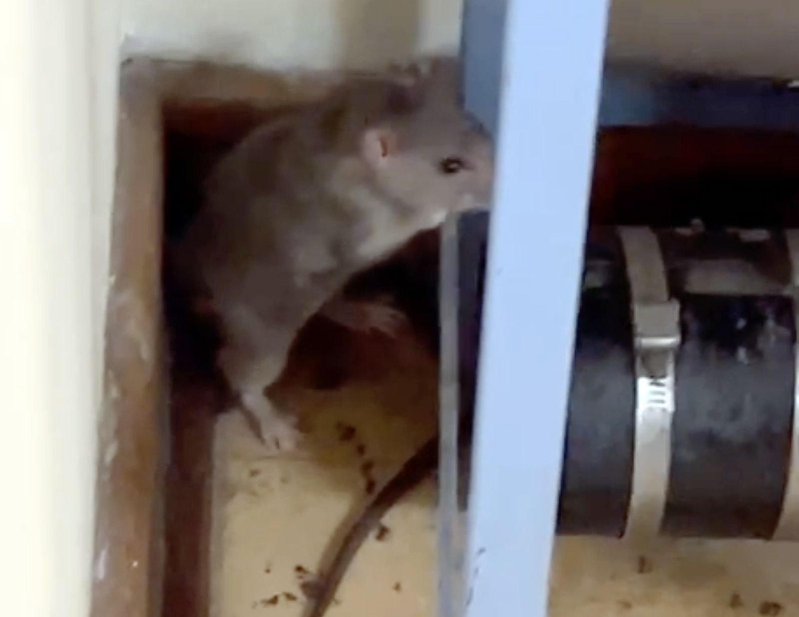 Dora Nginza Hospital plagued by rat infestation
