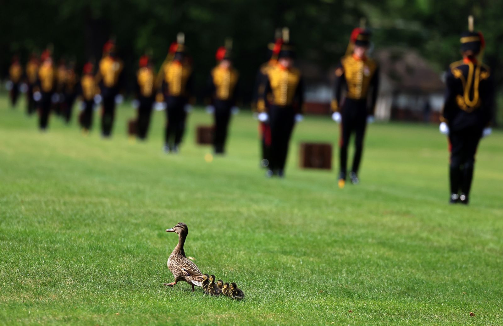 Ducklings steal the spotlight at Hyde Park's Royal Gun Salute for King ...