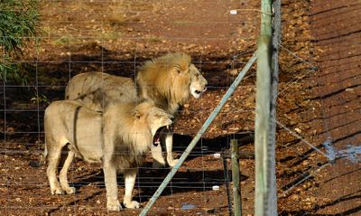 Provincial backing to phase out captive lion industry tests hand of new ...