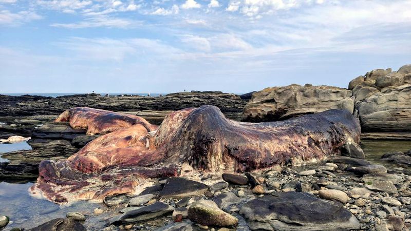 Gqeberha officials in stand-off over rotting whale carcass