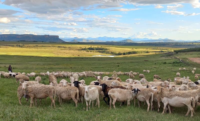 Free State sheep rustlers driving farmers out of business — police ...