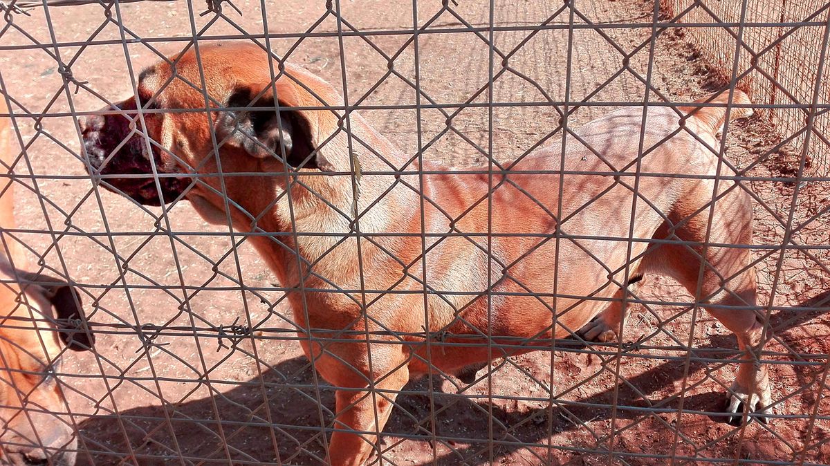 The unkindest cut — tail docking remains a troubling norm
