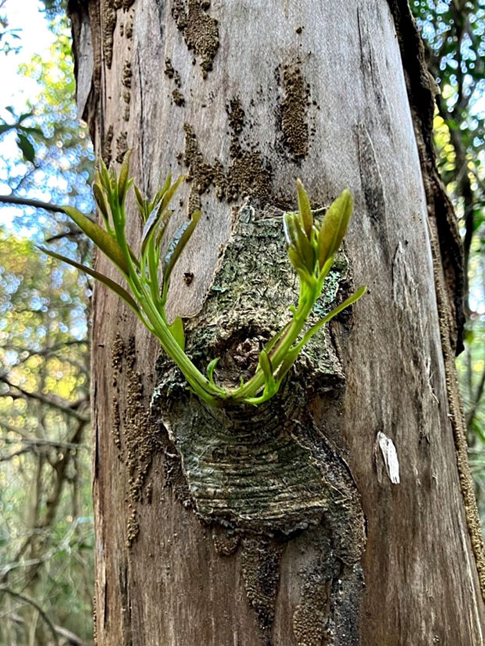 A new narrative around bark stripping in Newlands Forest in Cape Town