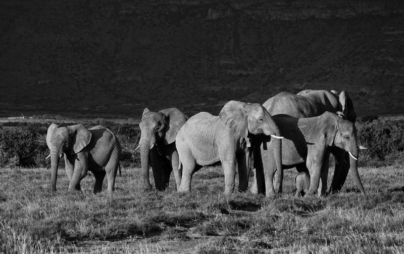 Elephants in the Eastern Cape: SA’s wildlife heritage bounces back