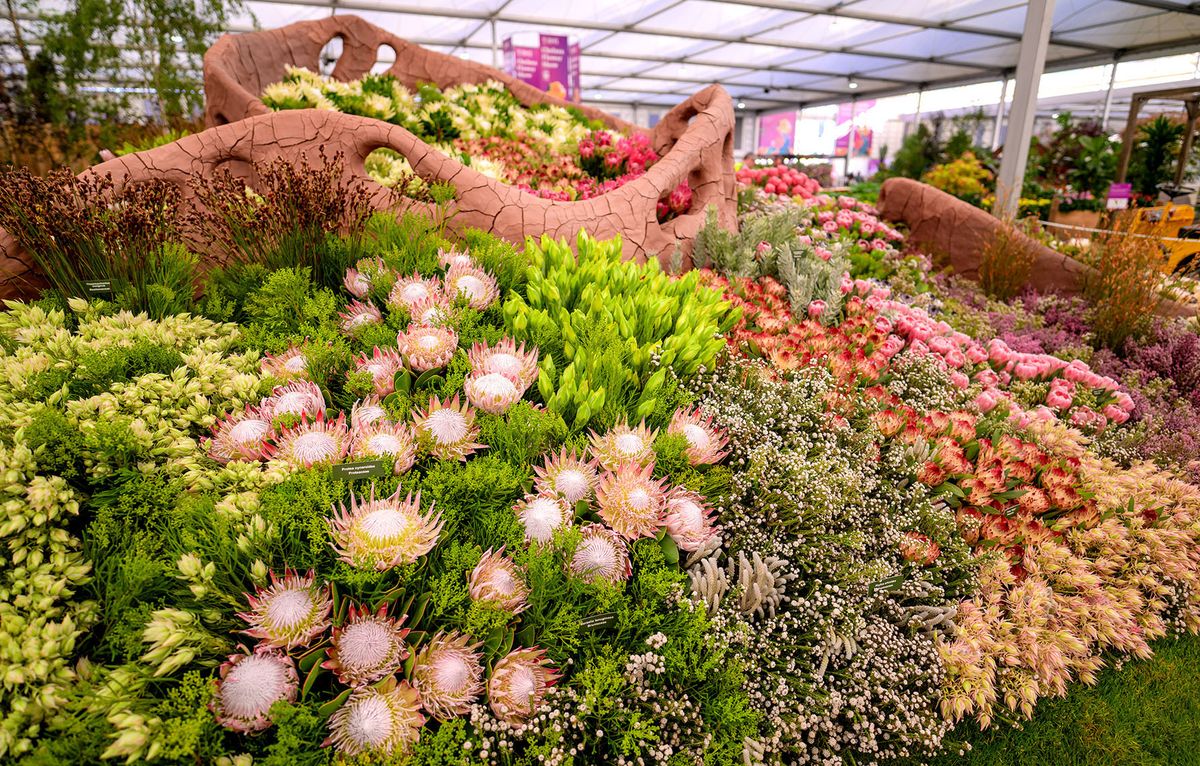 Chelsea Flower Show: South Africa’s long and hard road to gold