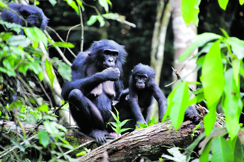 The great apes: Pioneering study shows bonobos will adopt infants of ...