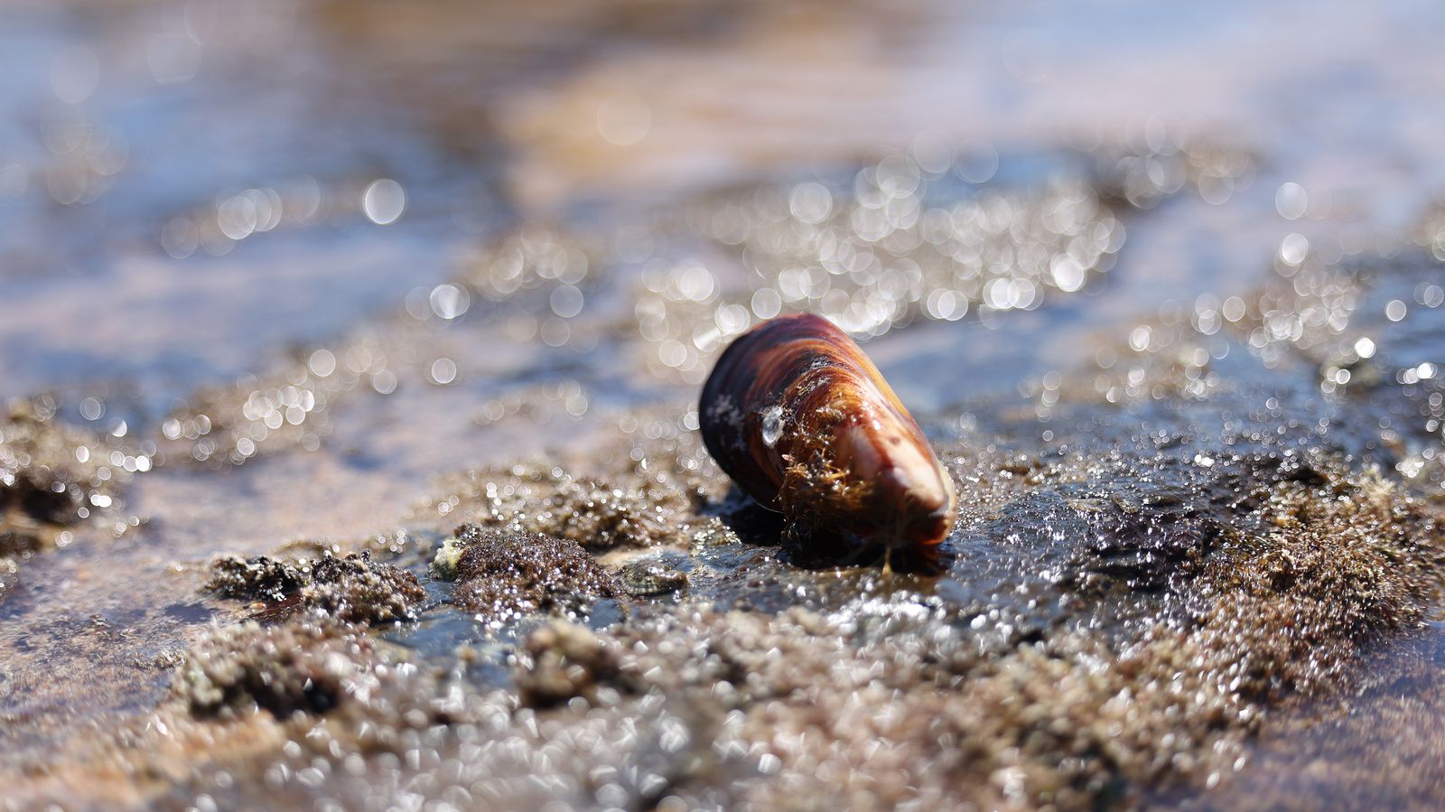 How artificial mussels are helping to monitor water pollution