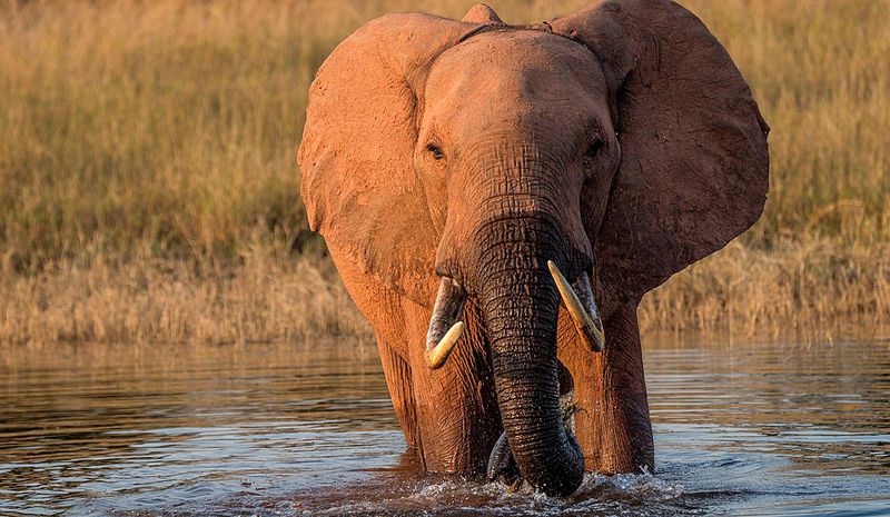 Southern Africa’s elephant ‘problem’ is a human crisis in disguise